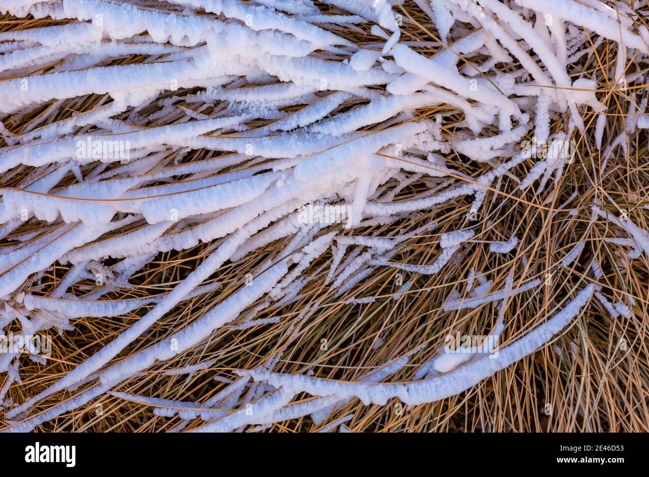 Hard rime ice formed during a freezing fog and wind atop Steens ...