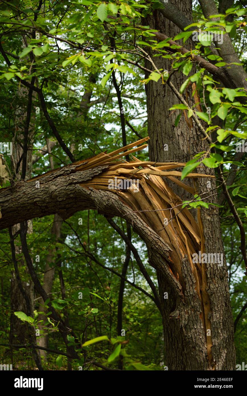 Broken tree branch in the woods Stock Photo - Alamy