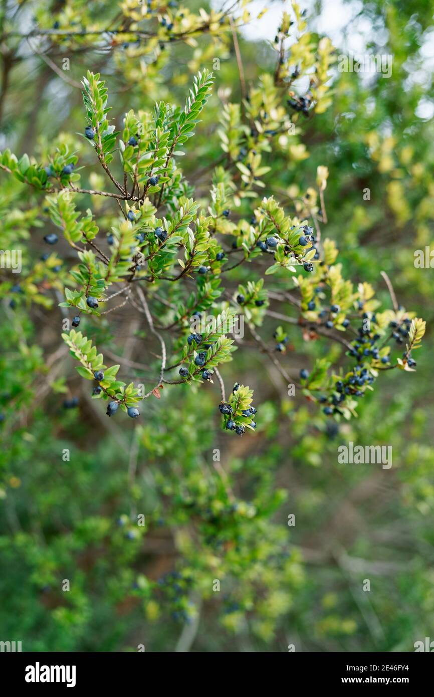 Branch of Myrtus communis with berries among green leaves. Evergreens ...