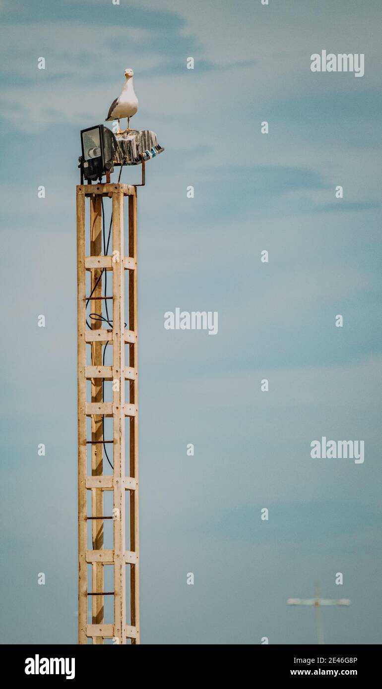 Vertical shot of a seagull perched on a spotlight with a wooden post on ...