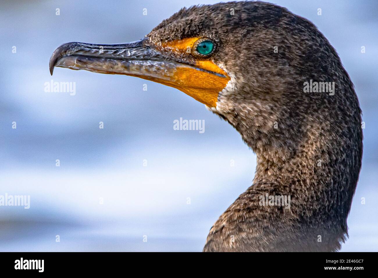 Wildlifedrive hi-res stock photography and images - Alamy