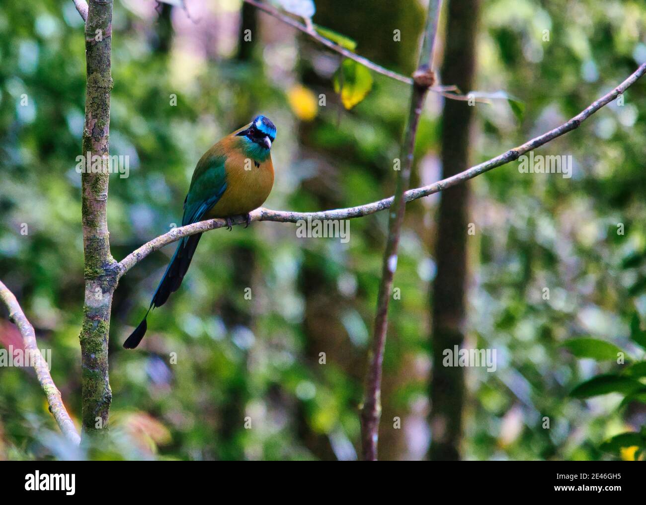 Blue Crowned Motmot Costa Rica High Resolution Stock Photography and ...