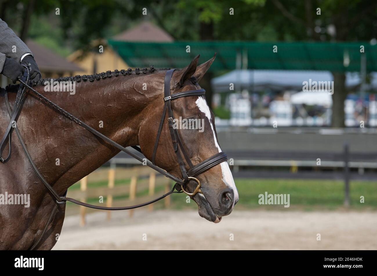 Horse in arena hi-res stock photography and images - Alamy