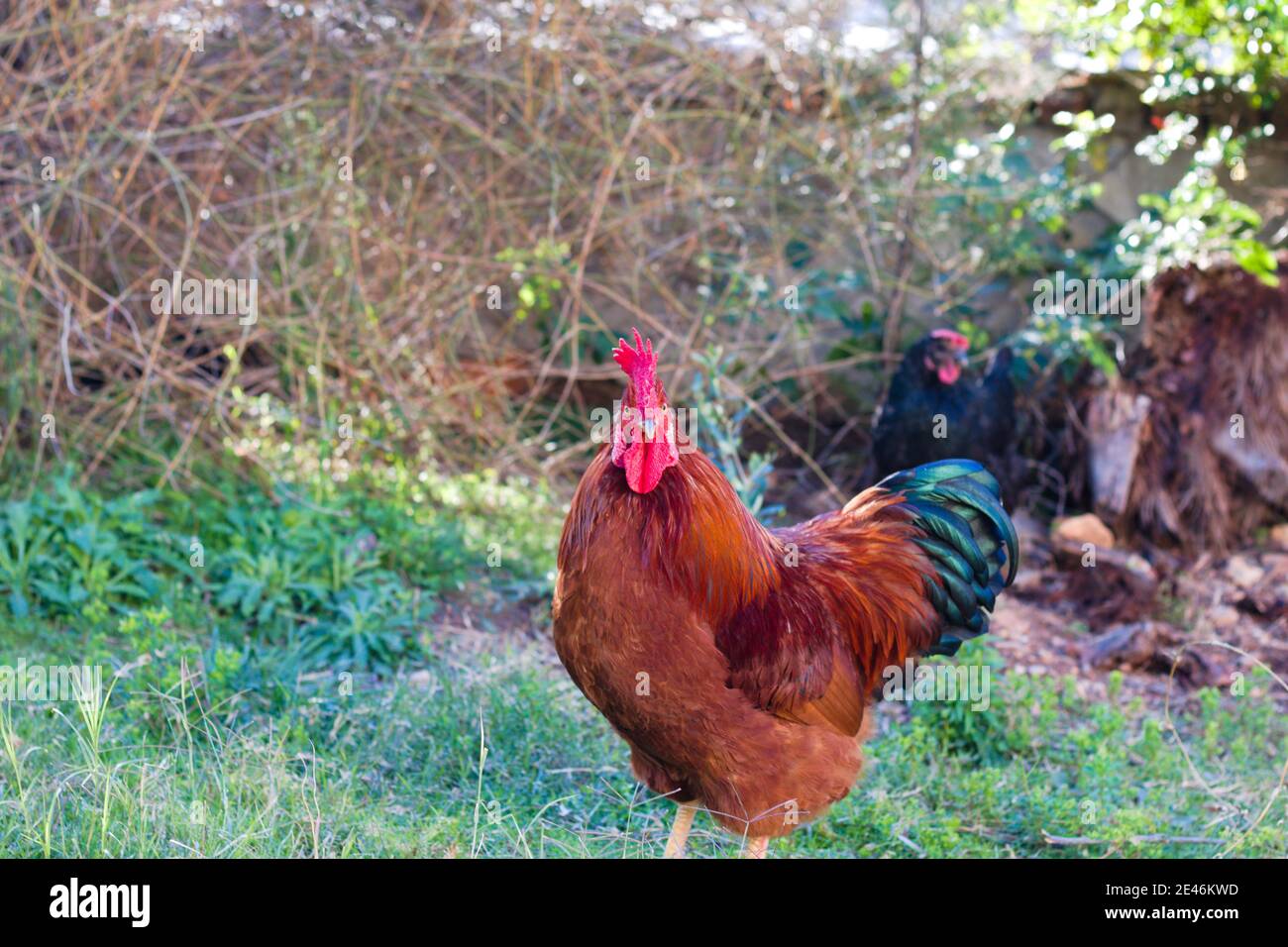 Traditional Turkish Long-crowing chicken or rooster Stock Photo - Alamy