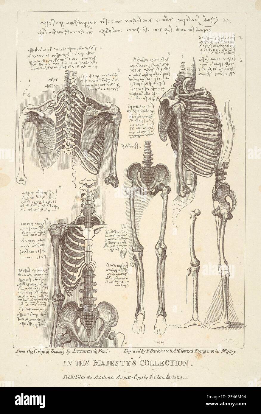 Postcranial bones hi-res stock photography and images - Alamy