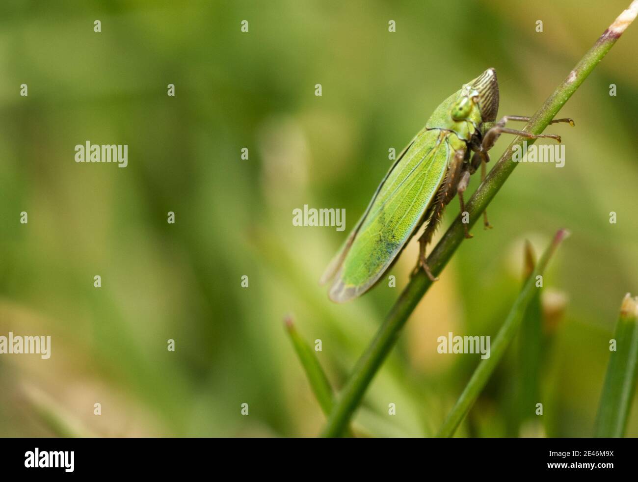 Extreme micro world hi-res stock photography and images - Alamy