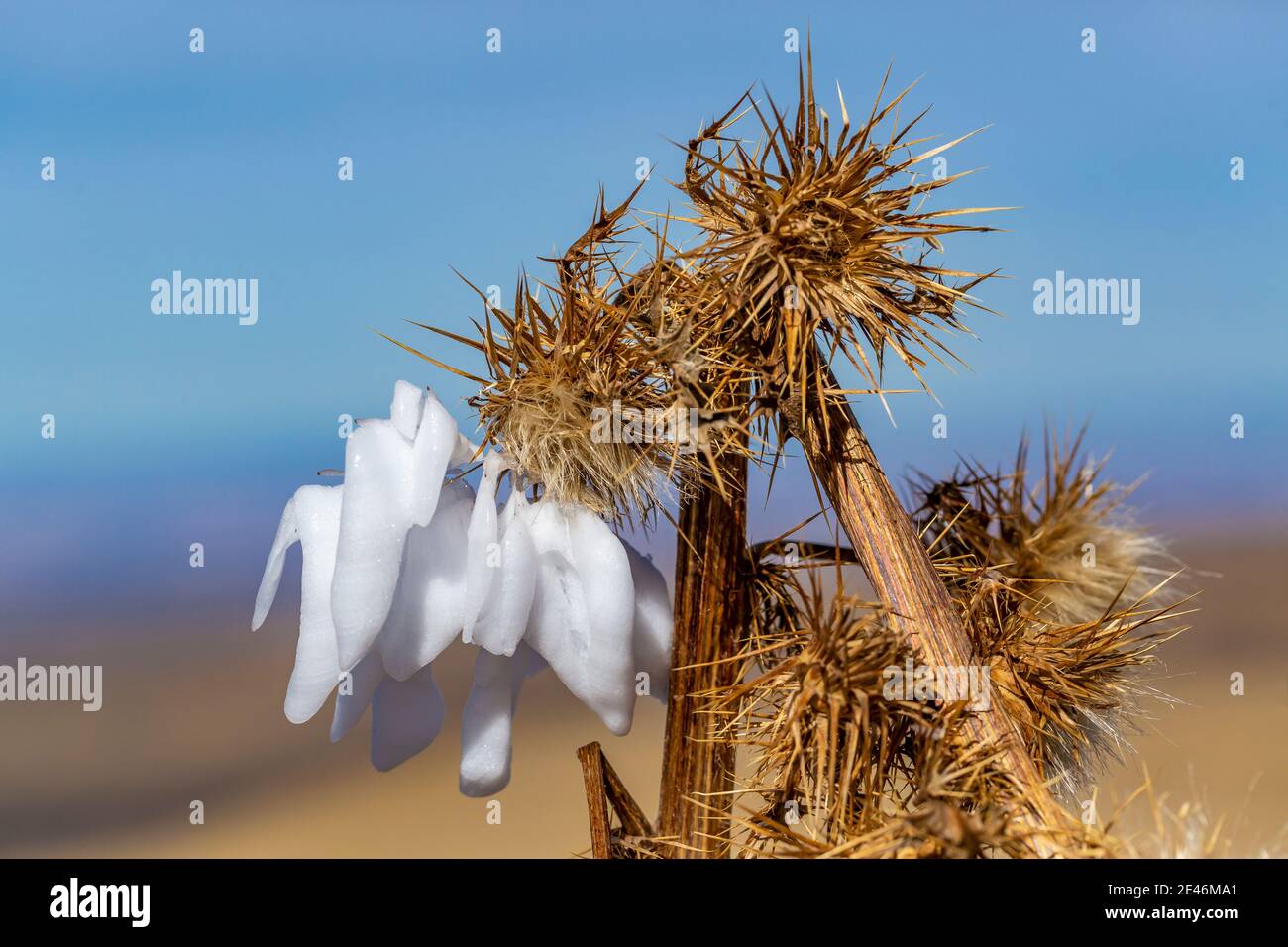 Hard rime ice on thistle plant, formed during a freezing fog and wind ...
