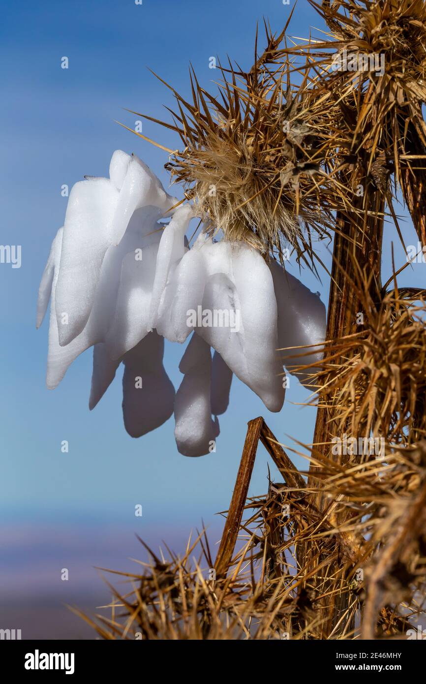 Hard rime ice on thistle plant, formed during a freezing fog and wind ...