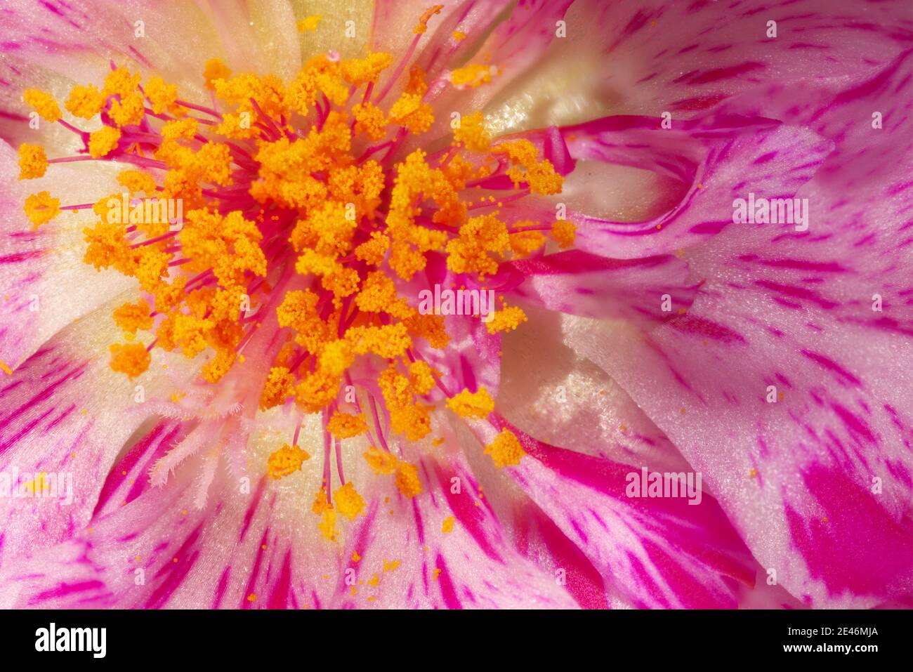 close up of flower with pollen Stock Photo - Alamy