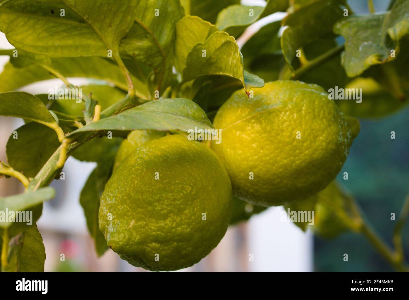 Two lemons on the branch of the lemon tree Stock Photo - Alamy