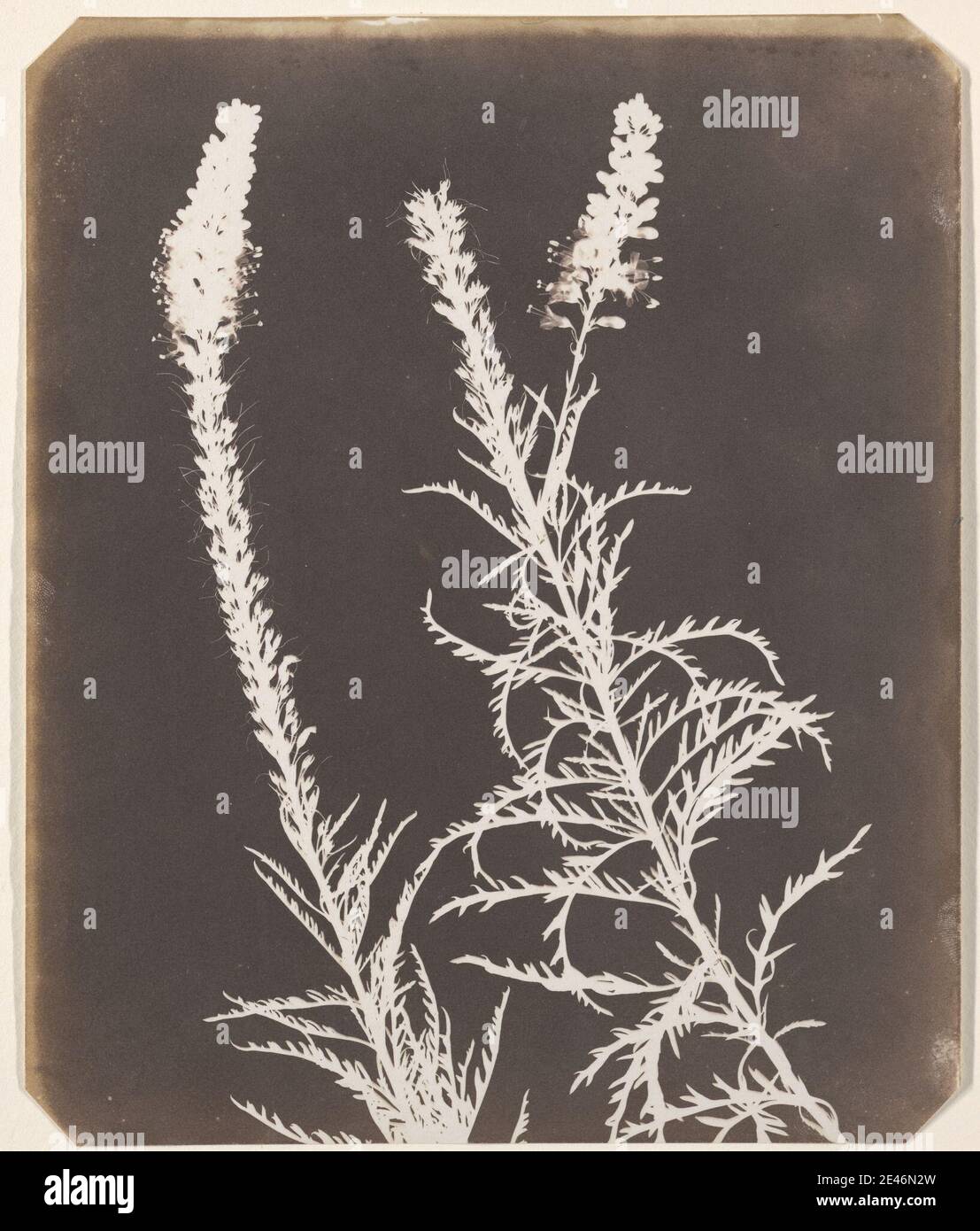 William Fox Talbot Botanical High Resolution Stock Photography and ...