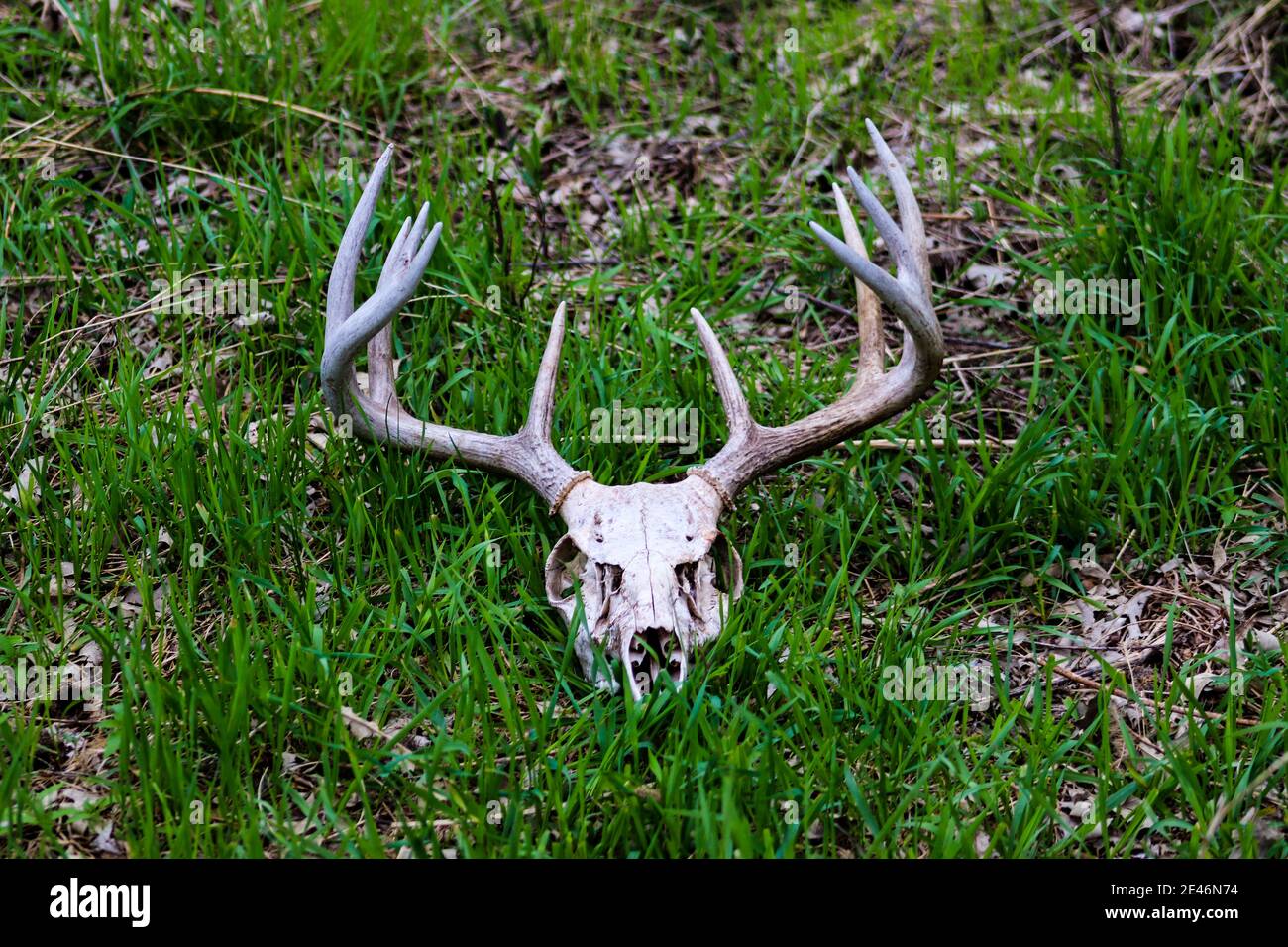 Bull elk skeleton hi-res stock photography and images - Alamy