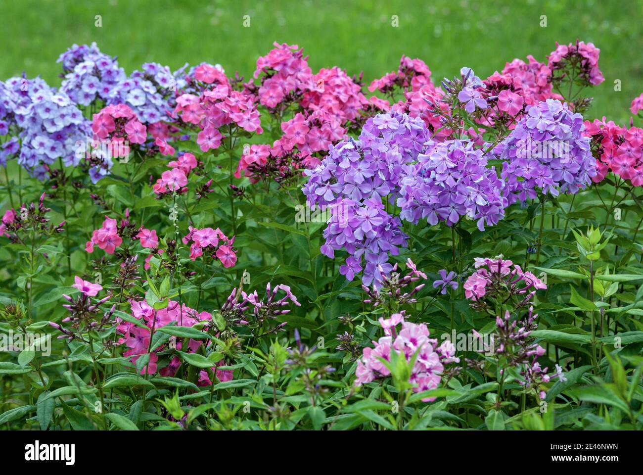 Garden phlox flowers growing as blooming border plants Stock Photo - Alamy