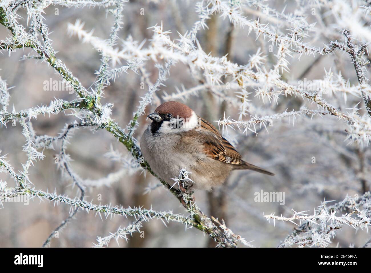 White sparrow shrub hi-res stock photography and images - Alamy