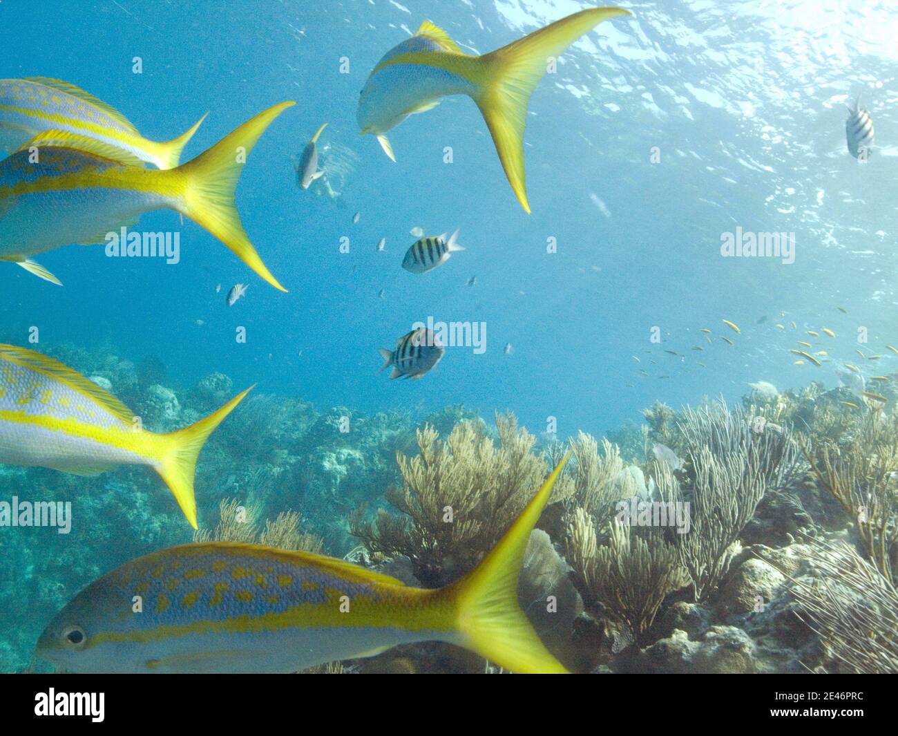 Yellow tail tropical fish swimming over a coral reef in the Caribbean ...