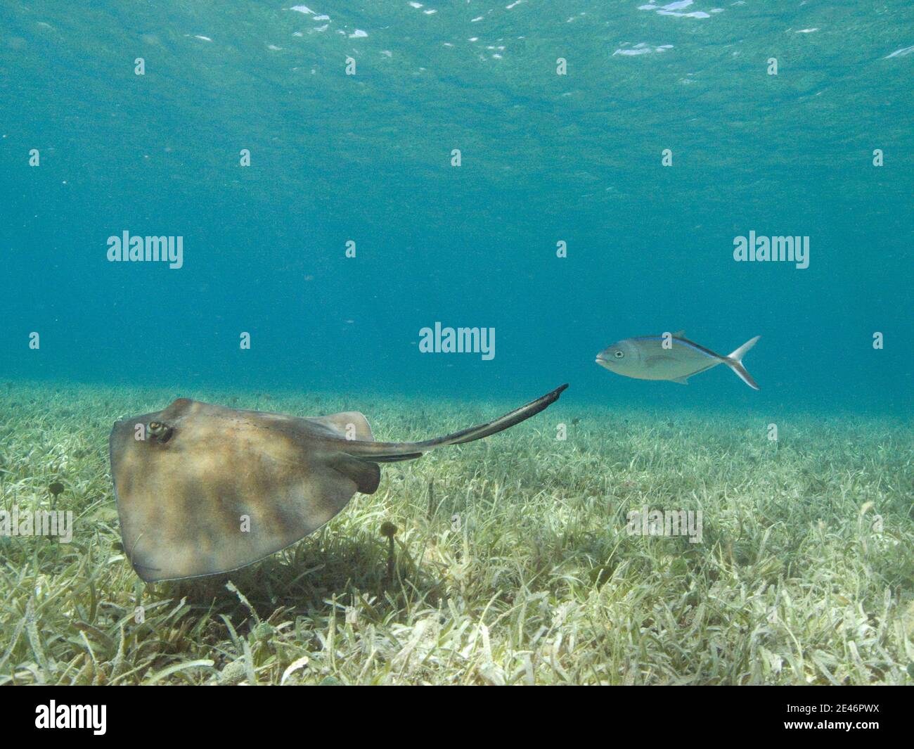 Rays fish hi-res stock photography and images - Alamy