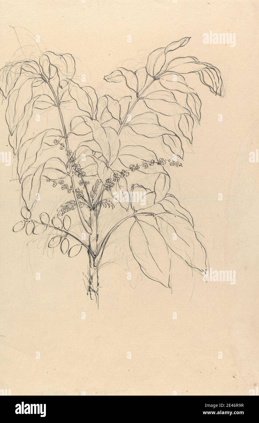 Brucea antidysenterica hi-res stock photography and images - Alamy