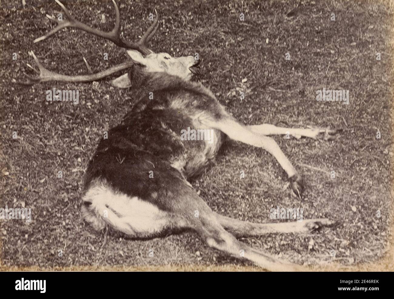 James Valentine, 1815–1879, British, Study of the Royal Stag, ca. 1865 ...