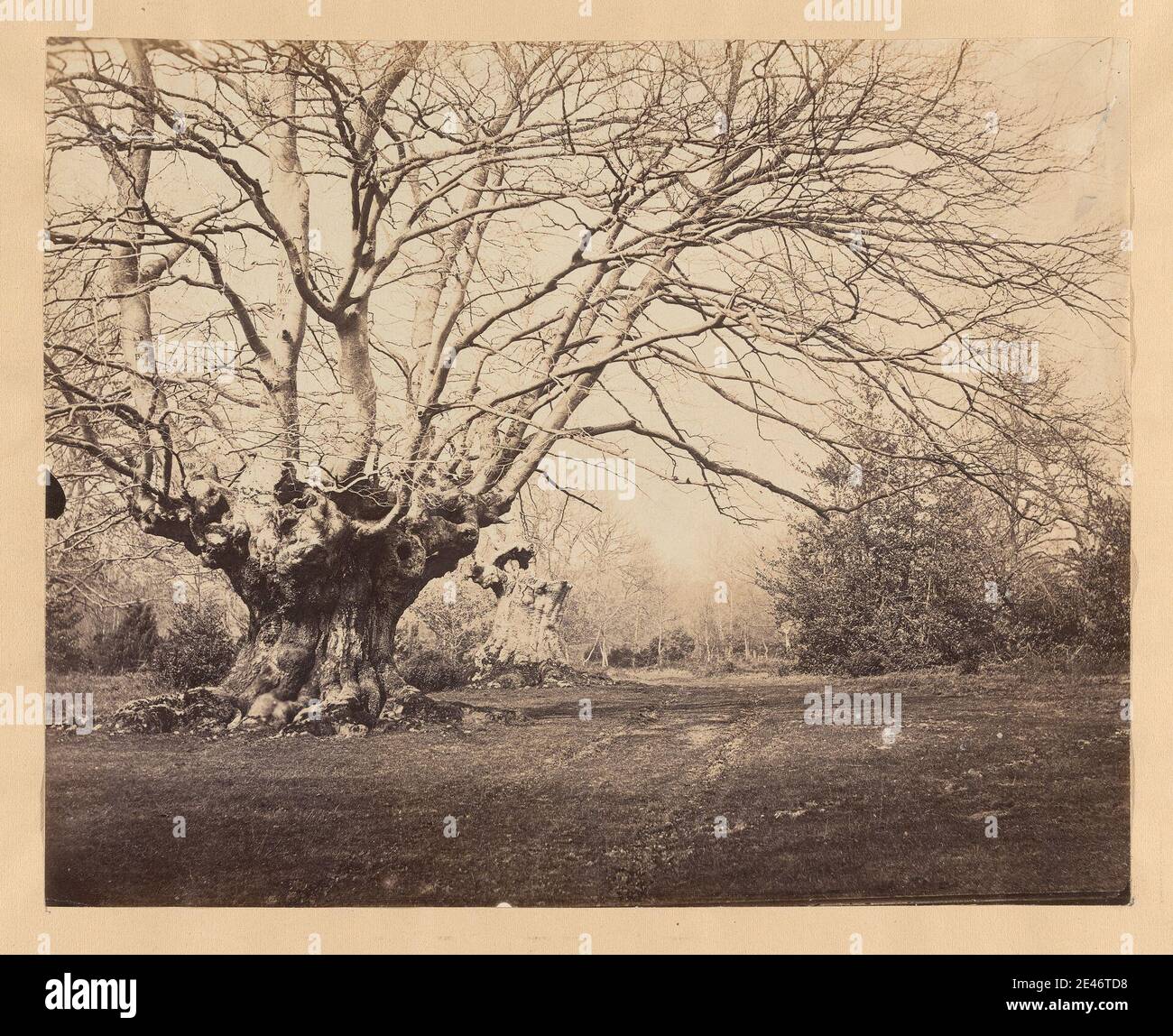 F. Beazley, active 1865–1871, British, Tree Study, 1860s. Albumen print ...