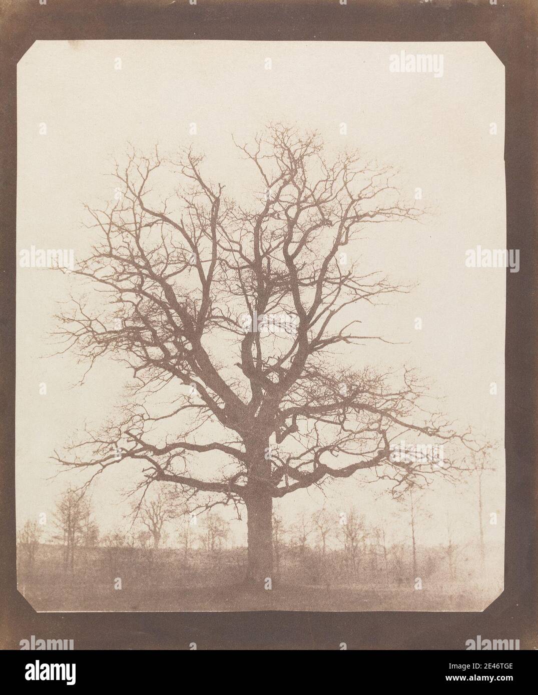 British oak tree hi-res stock photography and images - Alamy