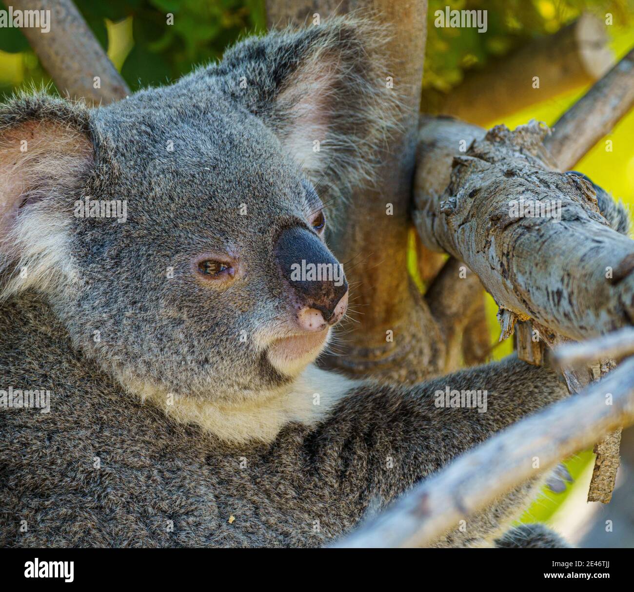 Thickset hi-res stock photography and images - Alamy