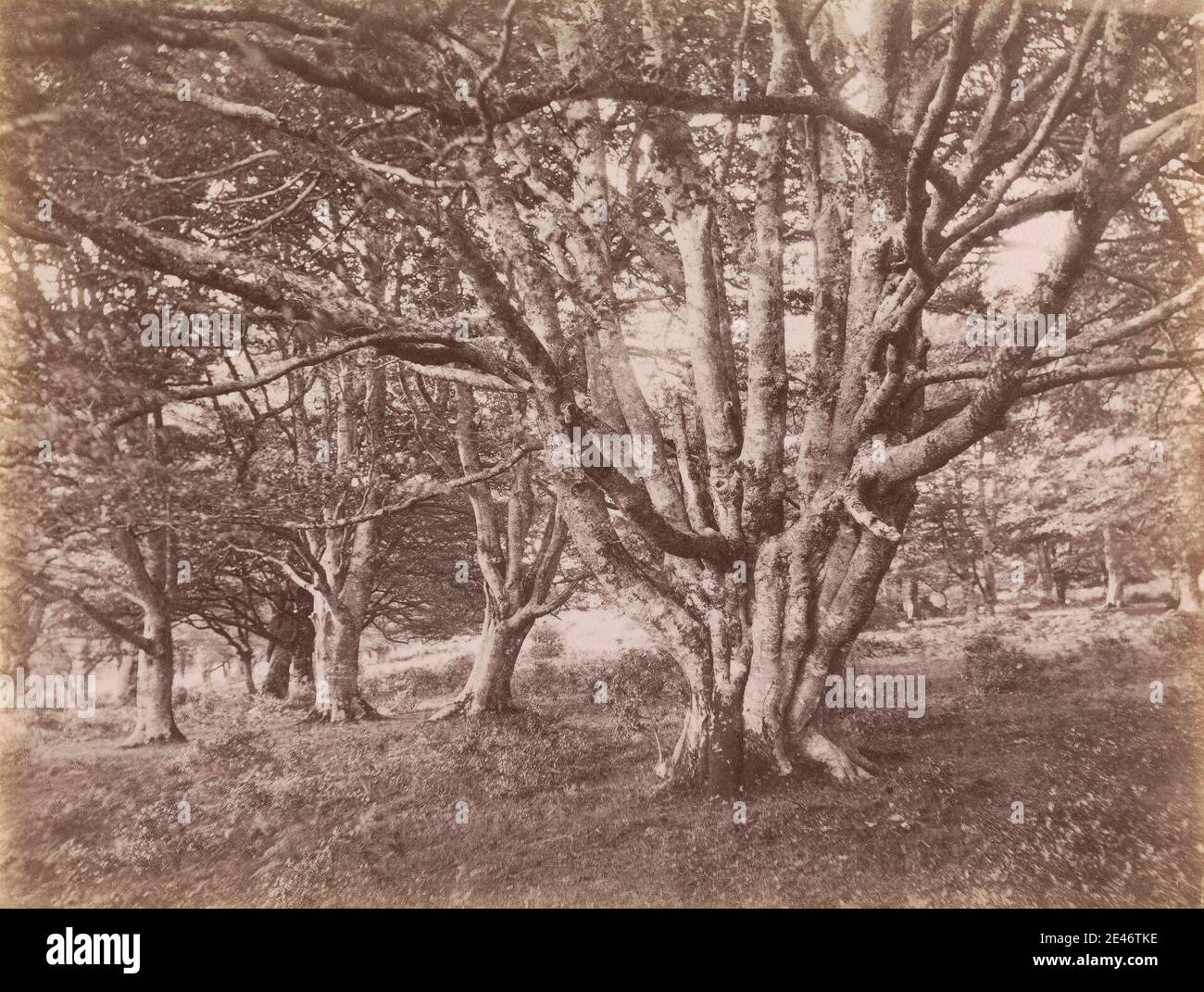 John Golden Short, born ca. 1832, British, Trees, 1870s. Albumen print ...