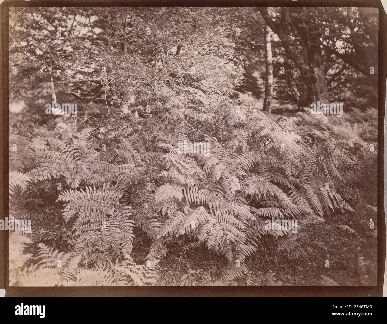 John Golden Short, born ca. 1832, British, Ferns, 1870s. Albumen print ...