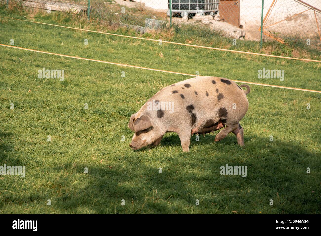 Gloucestershire old spots pig hi-res stock photography and images - Alamy