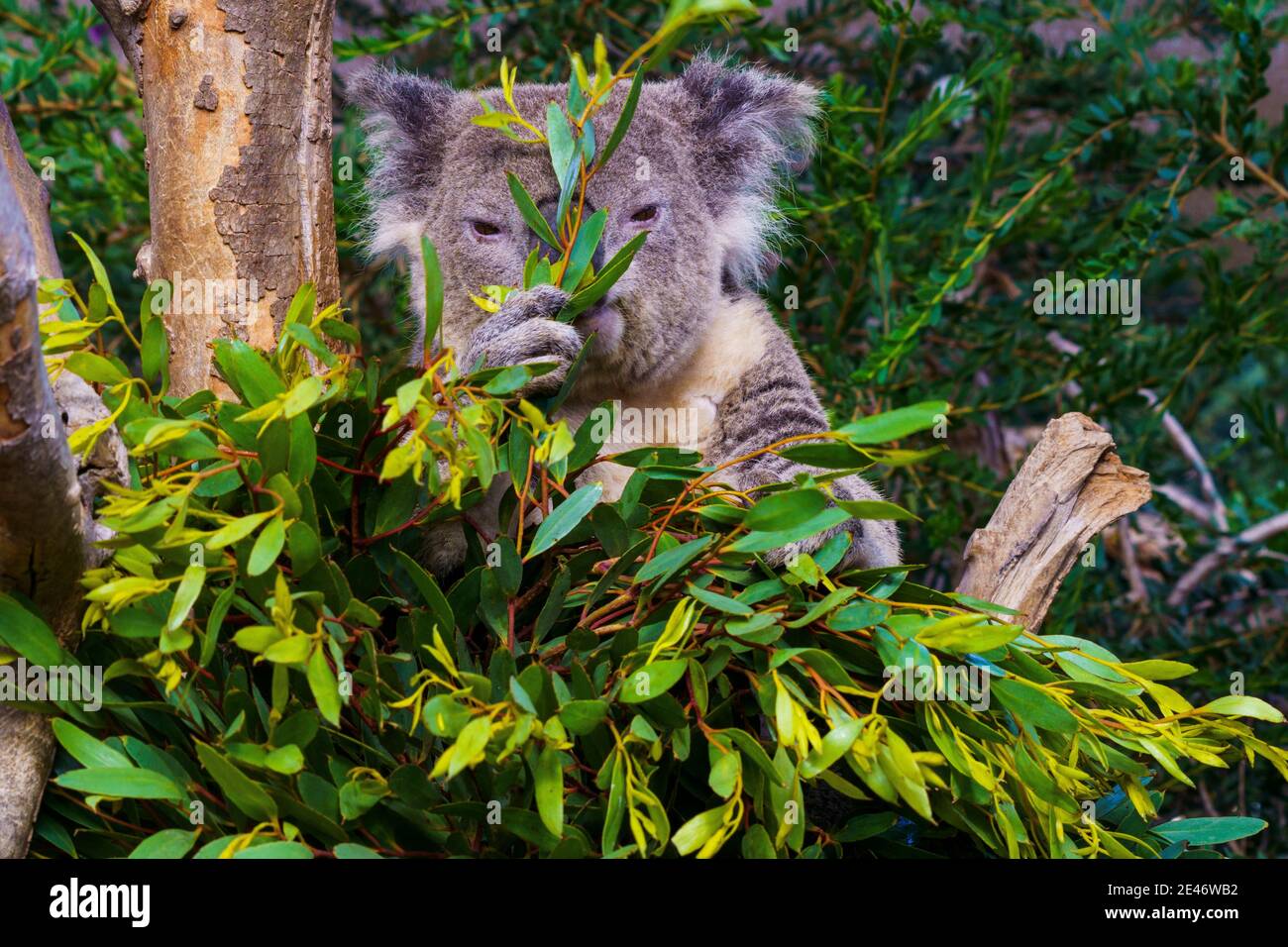 koala in tree eating eucalyptus leaves Stock Photo - Alamy
