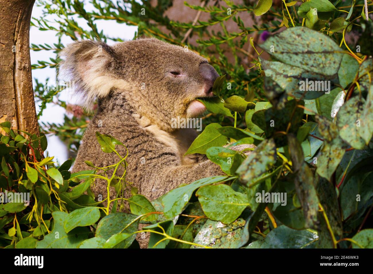 koala in tree eating eucalyptus leaves Stock Photo - Alamy