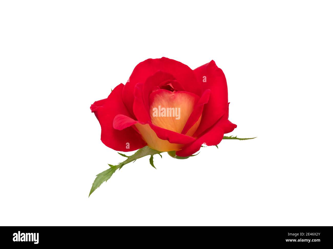 Single freshness red rose isolated on the white background with ...