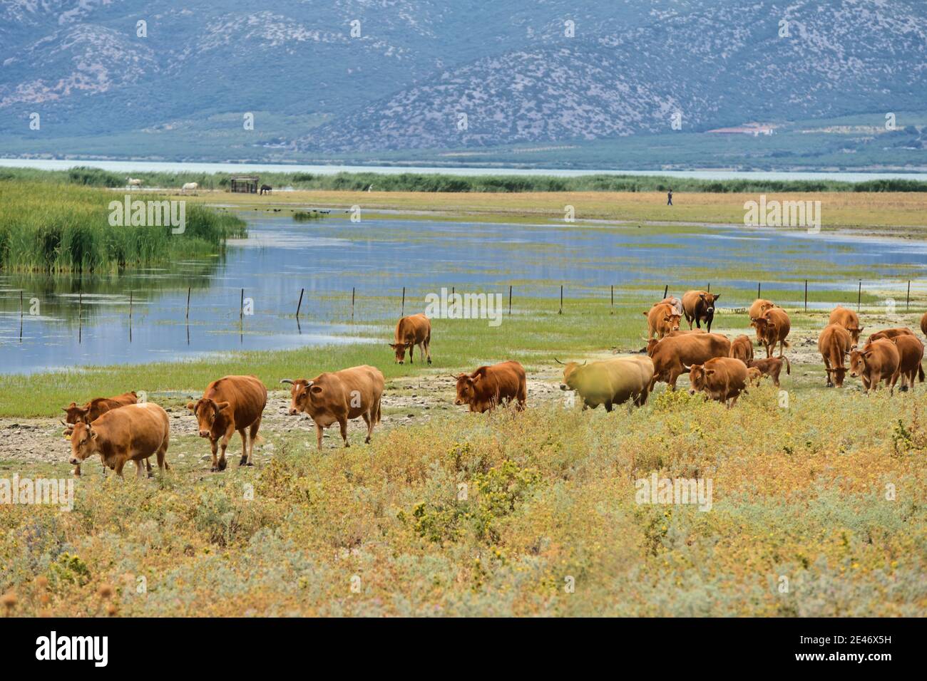 Cows field greece hi-res stock photography and images - Alamy