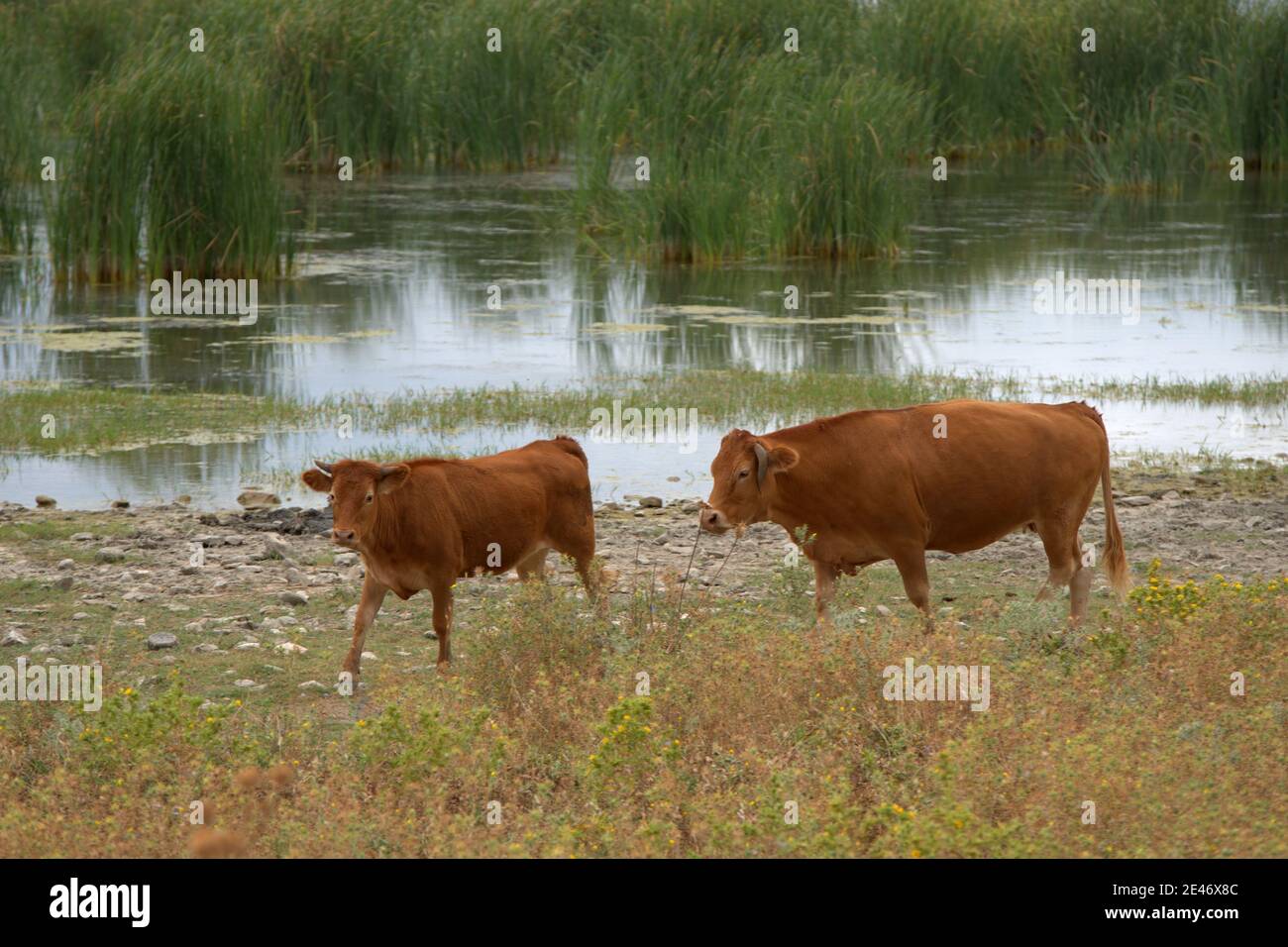 Herd of cows grazing on the pasture by Lake Carla, Greece Stock Photo ...