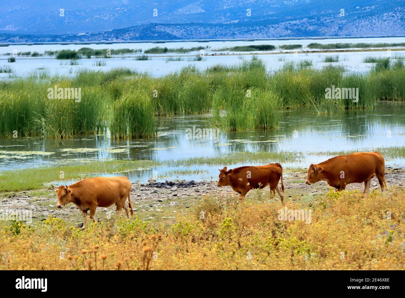 Cows field greece hi-res stock photography and images - Alamy