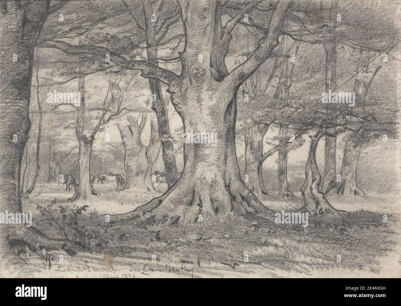 Graphite Trees Pear Tree By Andrew Martin Graphite Wallpaper