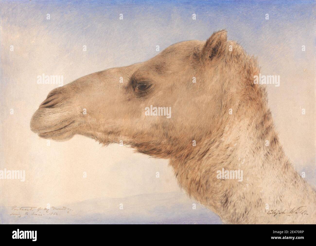 Elijah Walton, 1832–1880, British, Portrait of the Artist's Dromedary ...