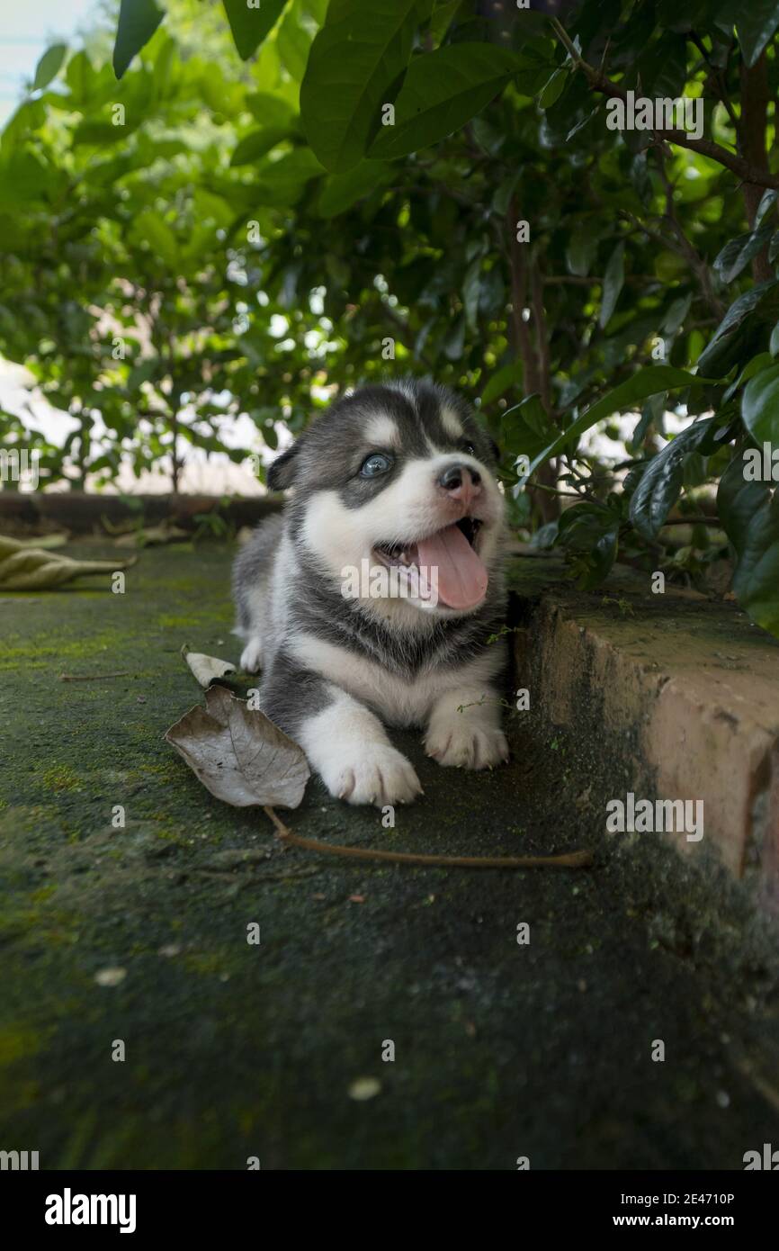 Vertical shot of a cute Siberian husky puppy sticking its tongue out ...