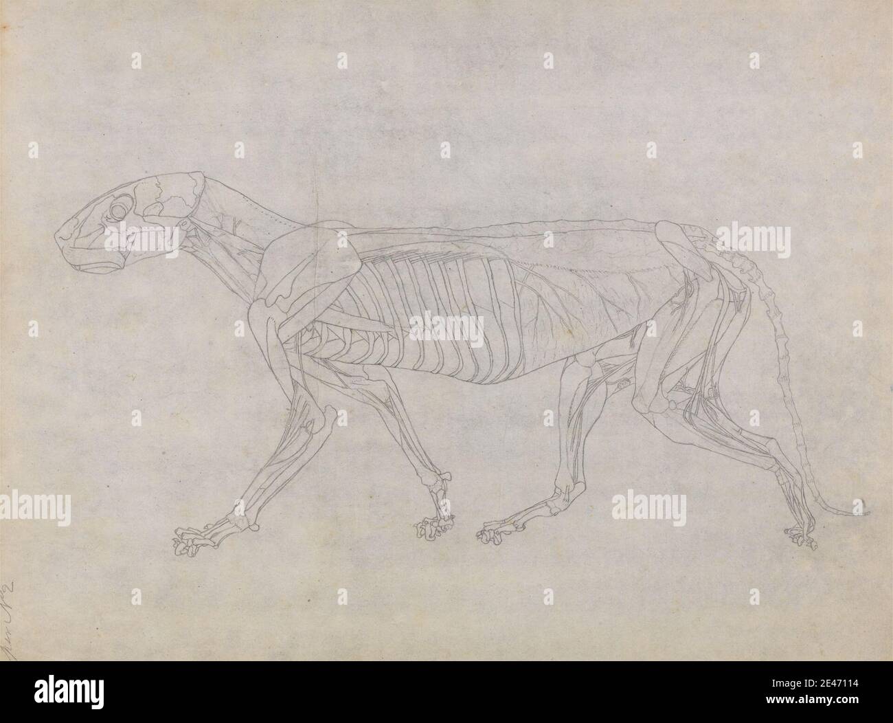 George Stubbs, 1724–1806, British, Tiger Body, Lateral View, 1795 to ...
