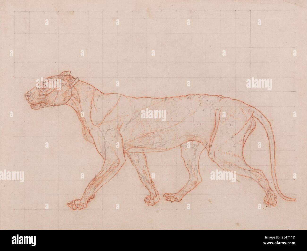 George Stubbs, 1724–1806, British, Tiger Body, Lateral View, 1795 to ...