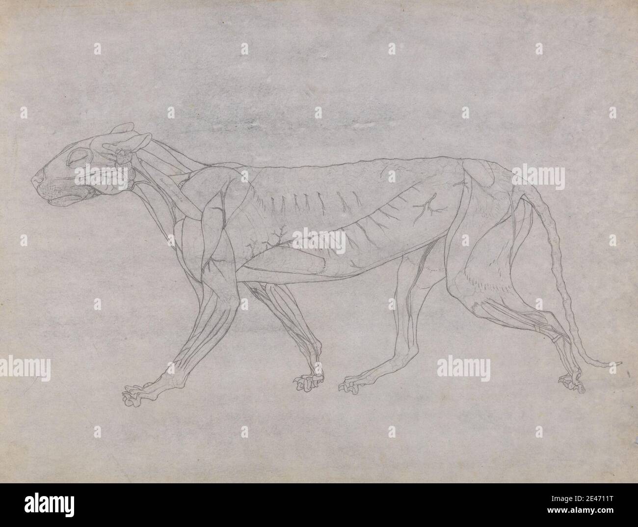 Tiger anatomy hi-res stock photography and images - Alamy