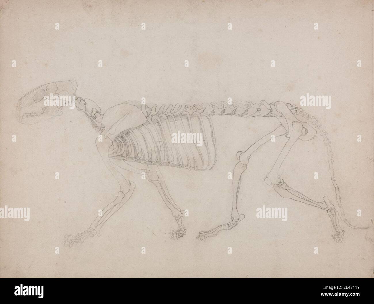 George Stubbs, 1724–1806, British, Tiger Skeleton, Lateral View, 1795 ...
