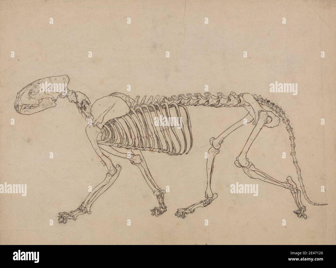 Tiger skeleton hi-res stock photography and images - Alamy