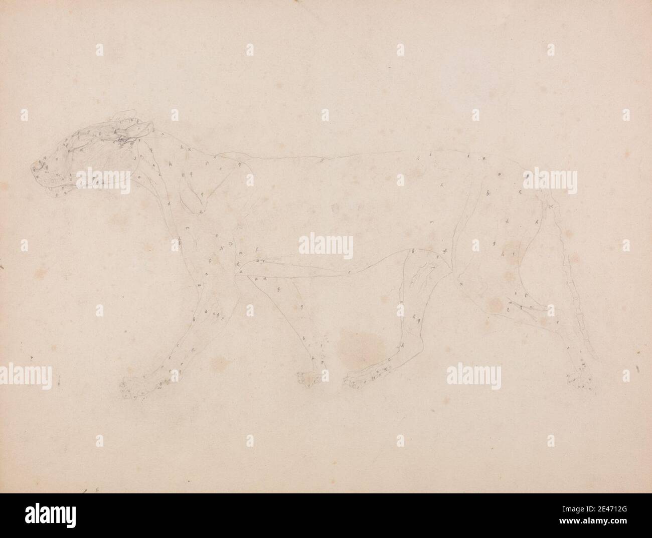 George Stubbs, 1724–1806, British, Tiger Body, Lateral View (Study of ...