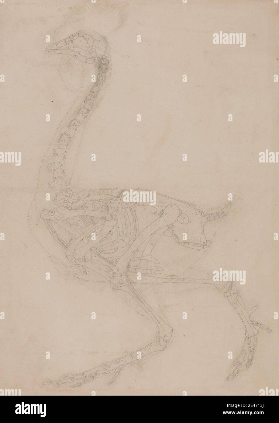 George Stubbs, 1724–1806, British, Fowl Skeleton, Lateral View, 1795 to ...