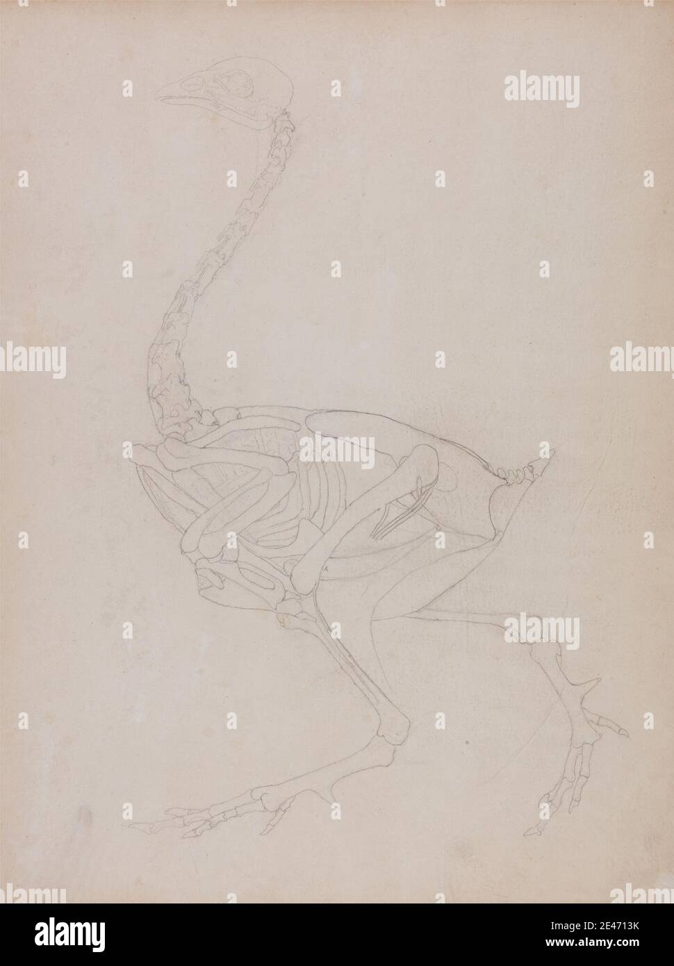 George stubbs anatomy hi-res stock photography and images - Alamy