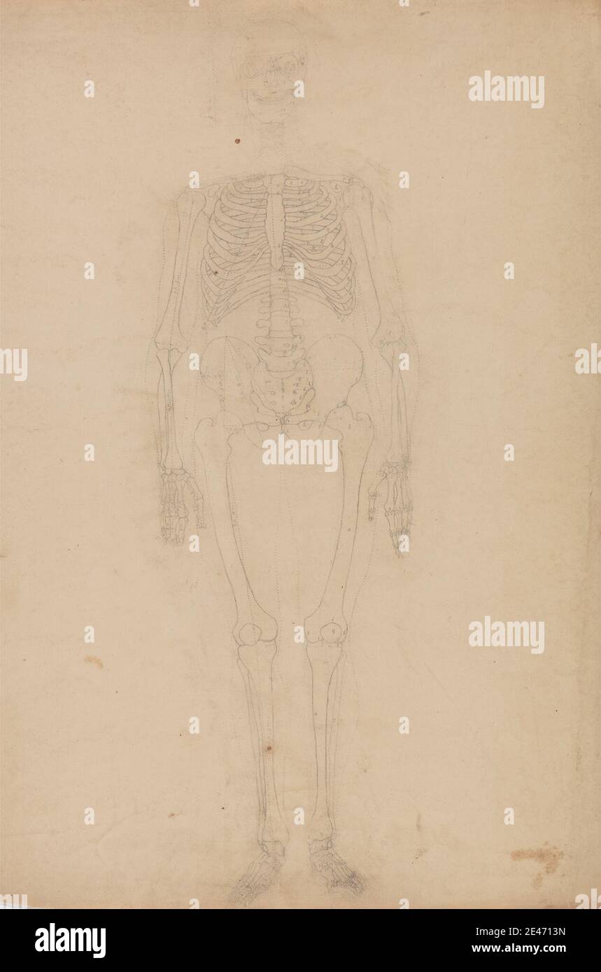 Human skeleton anterior view hi-res stock photography and images - Alamy