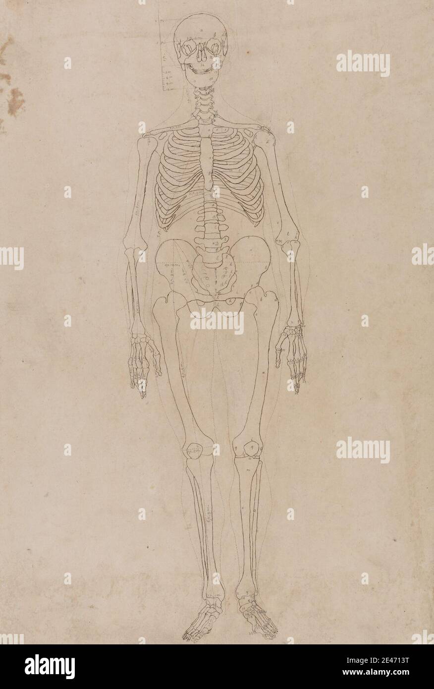 George Stubbs, 1724–1806, British, Human Skeleton, Anterior View, 1795 ...