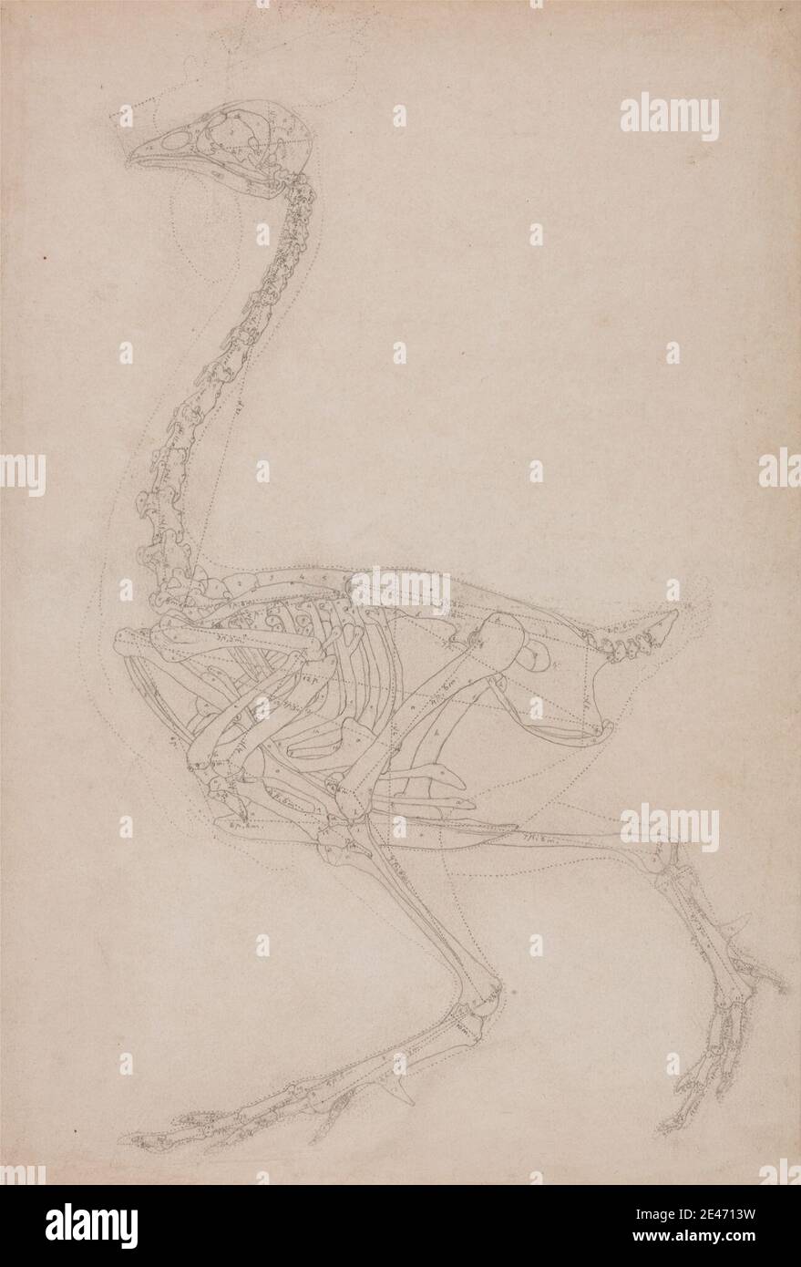 George Stubbs, 1724–1806, British, Fowl Skeleton, Lateral View ...
