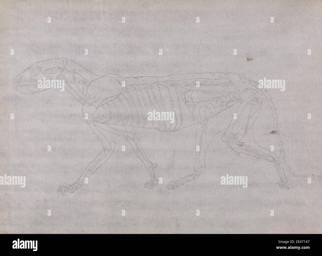 George Stubbs, 1724–1806, British, Tiger Body, Lateral View, 1795 to ...