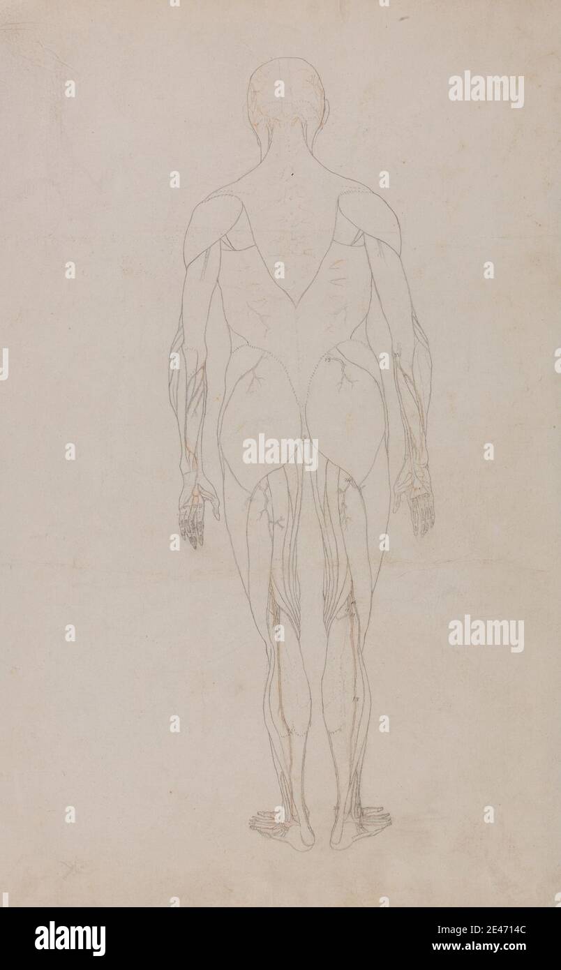 Human anatomy back view hi-res stock photography and images - Alamy